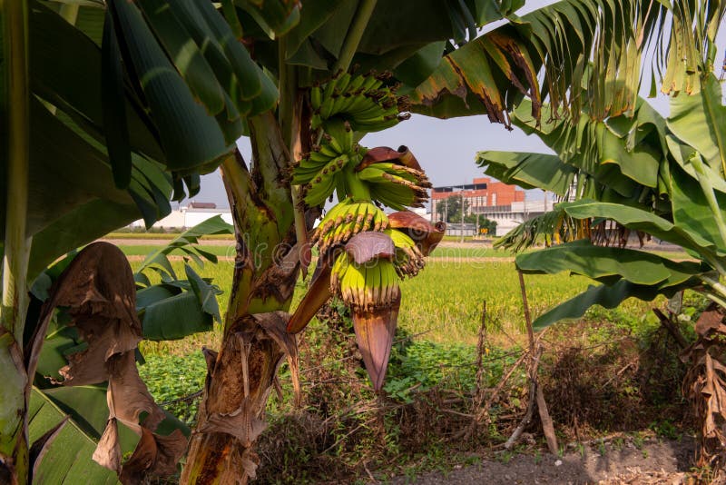 Banana Spit Out the Fruit of Life Stock Photo - Image of eats, maturity ...
