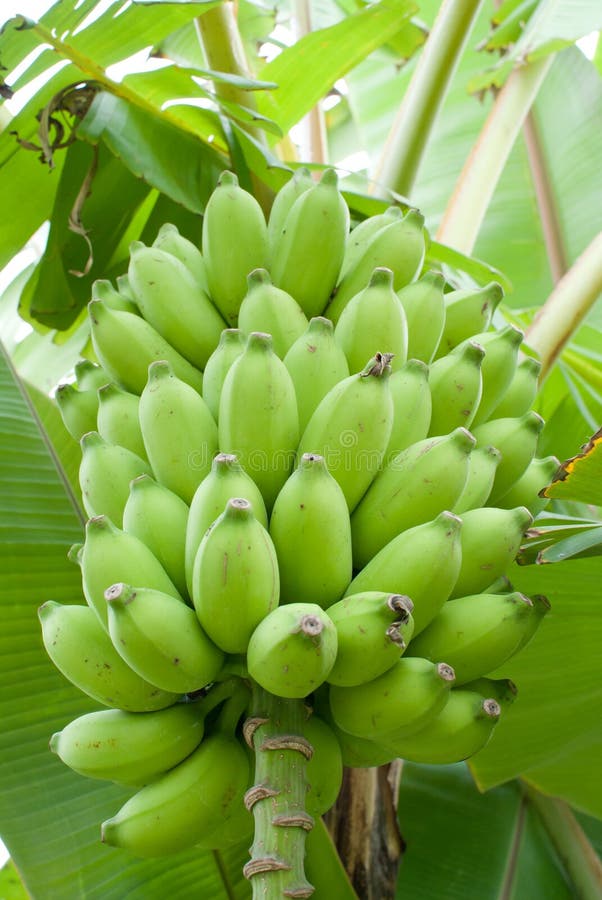 Banana stack stock image. Image of health, food, fruits - 23497909