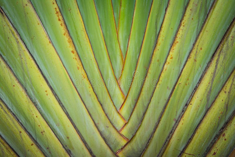 Abstract banana stem stock photo. Image of nature, botany - 21326480
