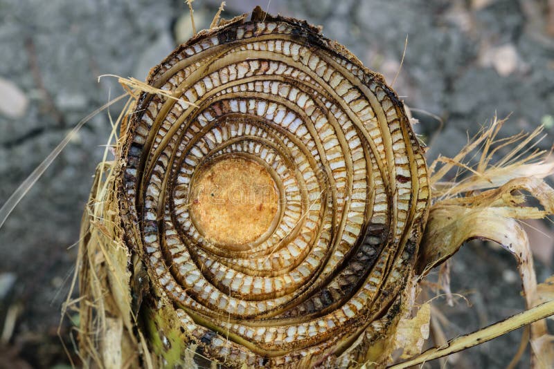Banana stump. stock photo. Image of organic, sere, zoom - 139212204