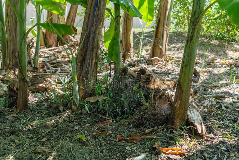 Banana stump stock photo. Image of stubble, asia, garden - 351369486