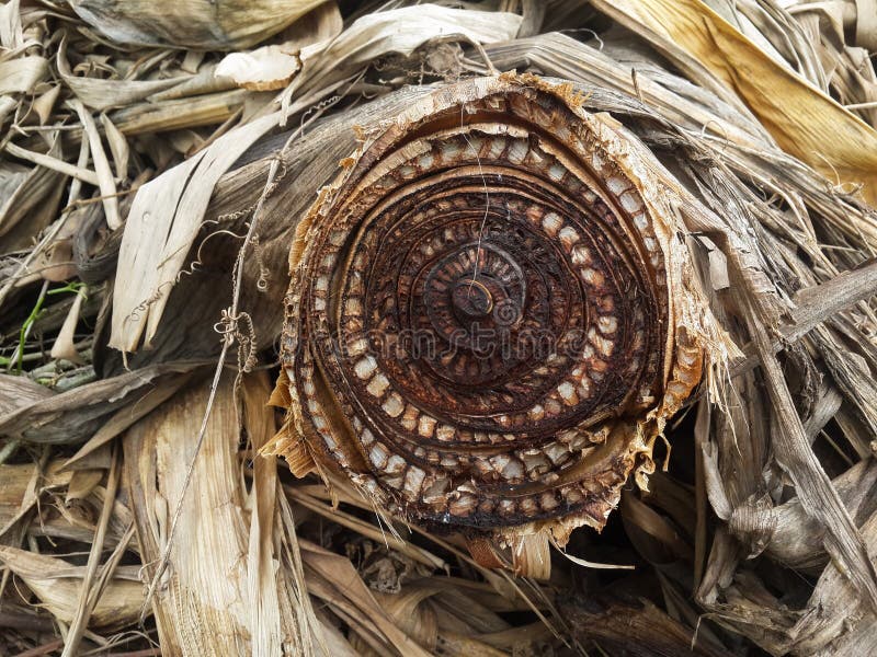 Banana stump tree stock image. Image of agriculture, banana - 74966013