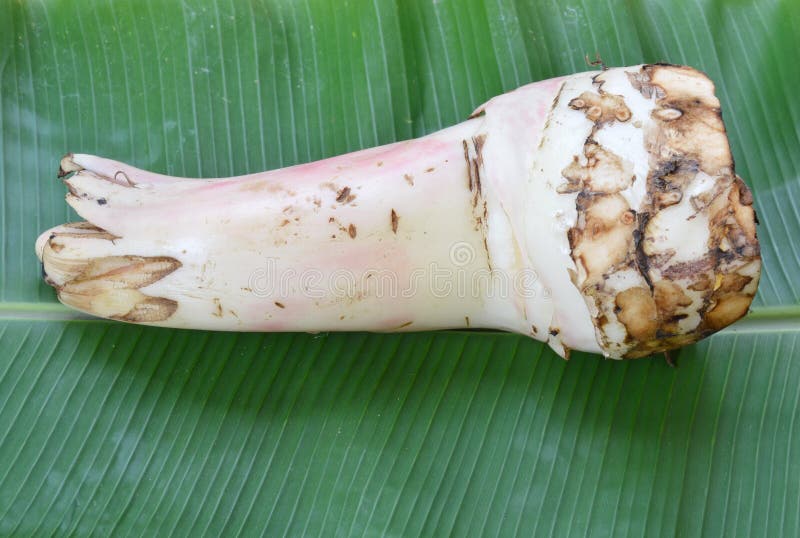 Banana Sucker with Good Root System. How To Plant Banana Trees Concept ...