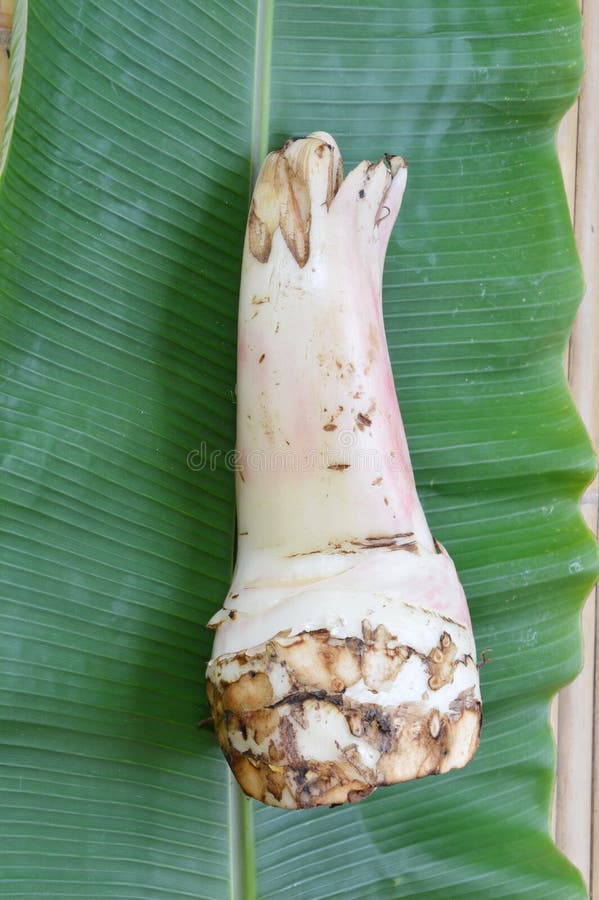 Banana Sucker with Good Root System. How To Plant Banana Trees Concept ...