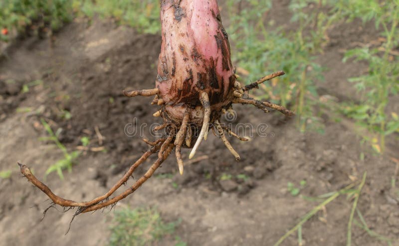 Banana Sucker with Good Root System. How To Plant Banana Trees Concept ...
