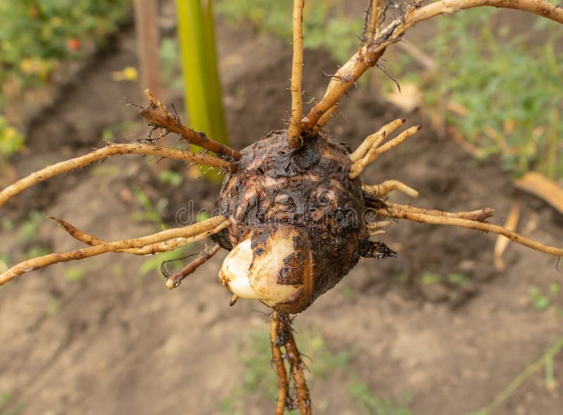 Banana Sucker with Good Root System. How To Plant Banana Trees Concept ...