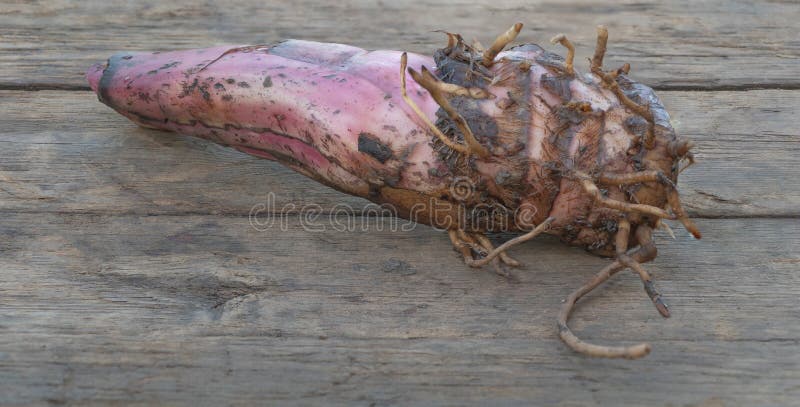 Banana Sucker with Good Root System. How To Plant Banana Trees Concept ...