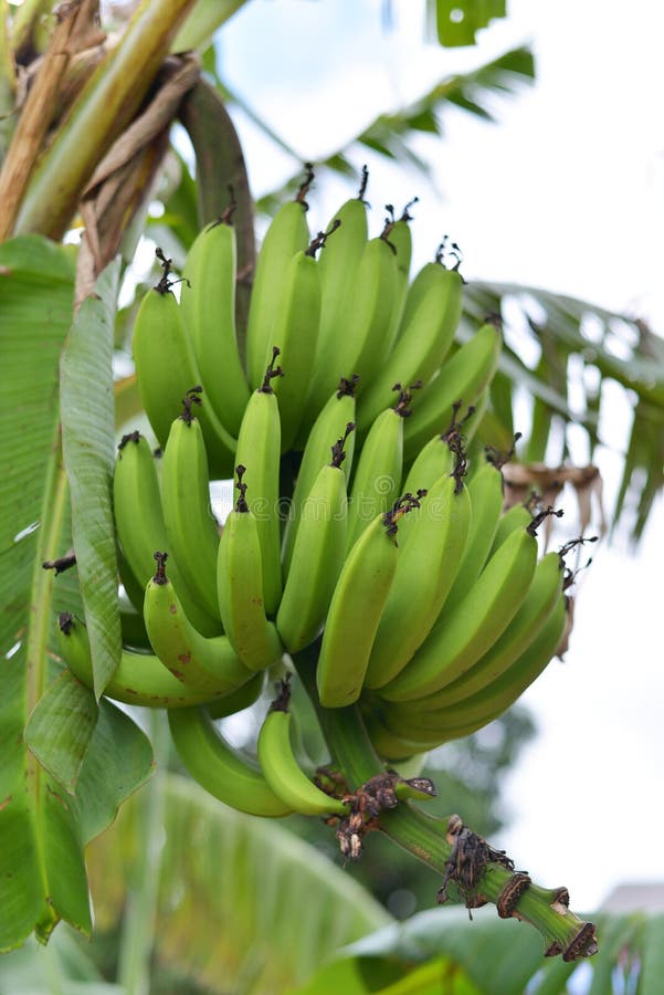 Albero di banana fotografia stock. Immagine di crescere - 100704308
