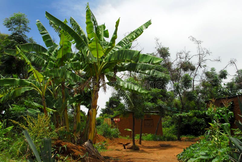 Organic Banana Plantation stock photo. Image of farm - 15045742