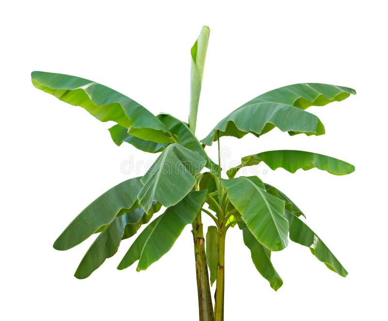 Banana Tree stock photo. Image of tree, exotic, botanical - 21671882