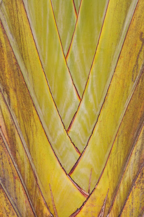 Banana tree stock image. Image of branch, exotic, forest - 37516129