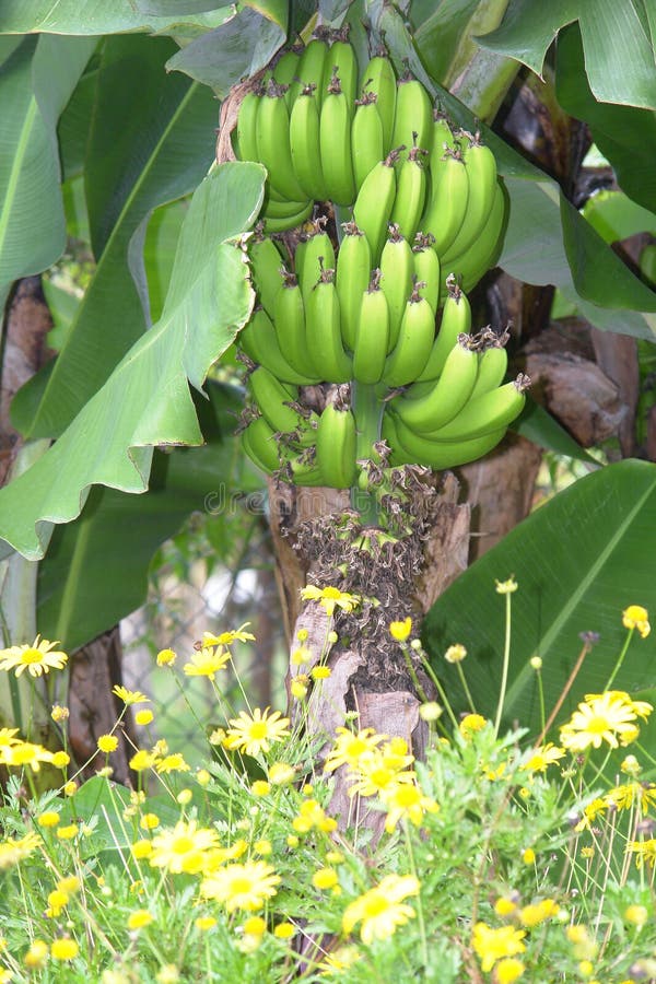 Cooking Banana, Rulo, this Fruit is Like a Green Platano but More ...