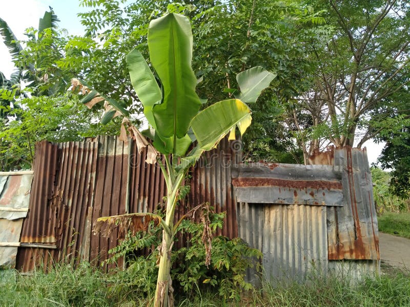 Banana Tree Against a Backdrop of a Fence Made of Zinc Stock Photo ...