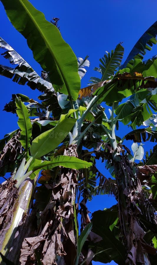 Banana Tree Against a Bright Blue Sky Stock Photo - Image of bright ...