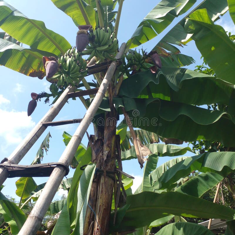 Banana tree stock photo. Image of tree, vegetation, banana - 265926836