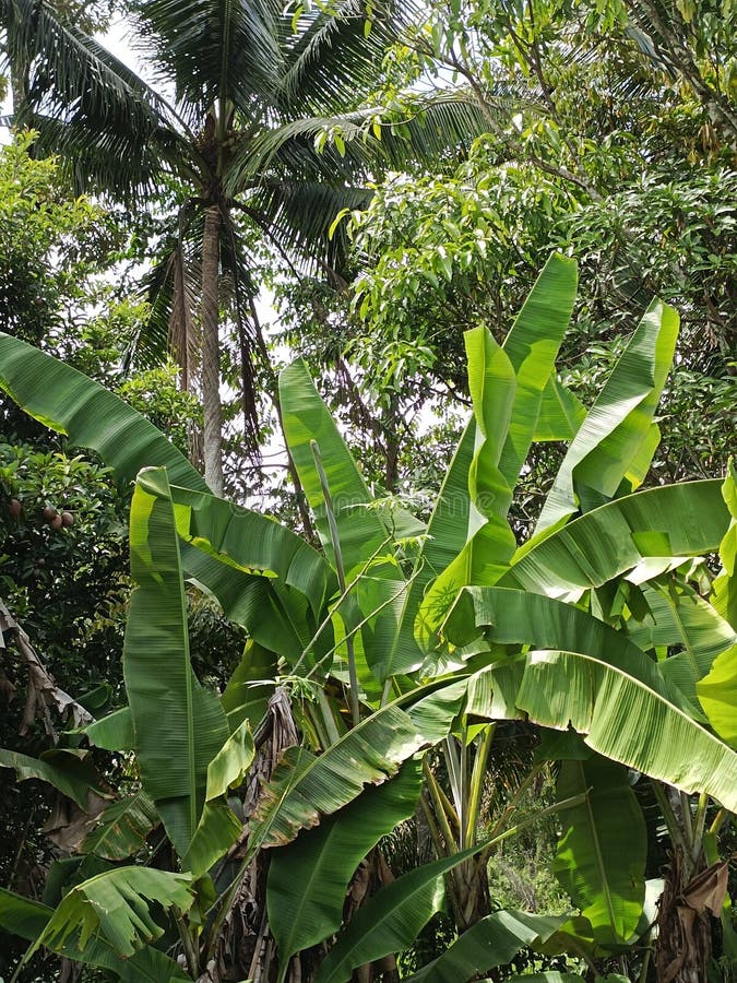 Banana tree stock image. Image of tropical, coconut - 261755805