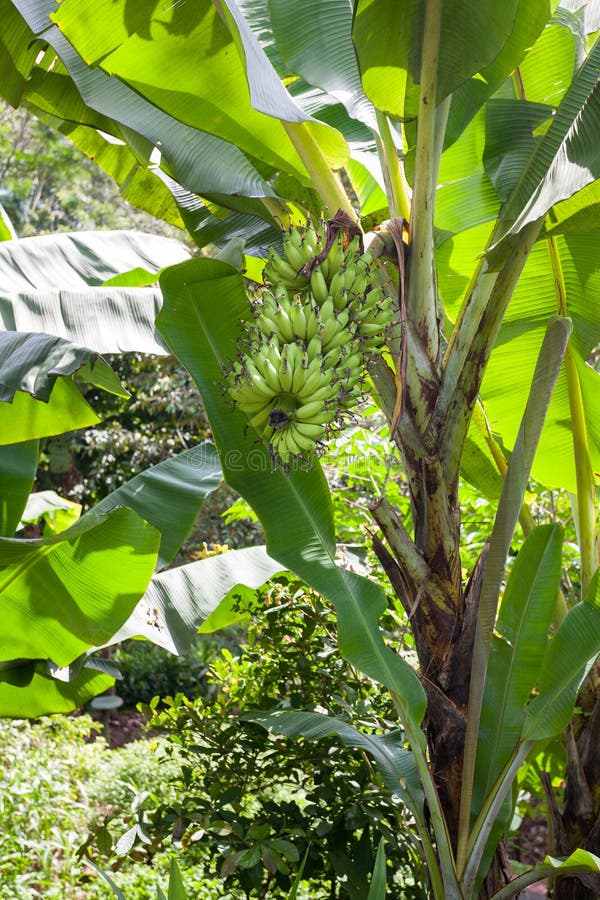 Banana tree with bananas stock photo. Image of bunch - 39966744