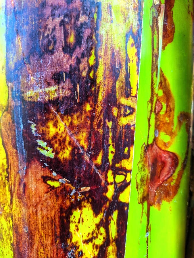 Banana tree bark stock photo. Image of textured, bark - 339474680
