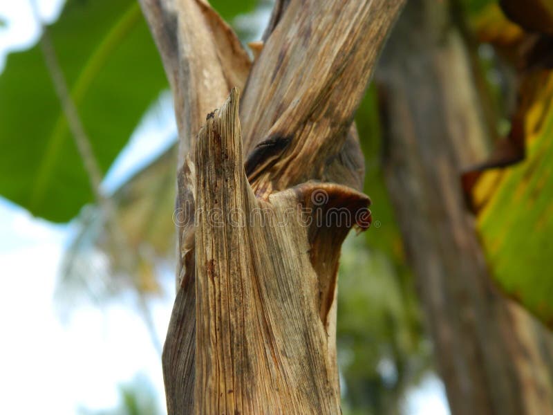 Banana Tree Bark. Scratchy Pattern. Abstract Grainy Background Stock ...