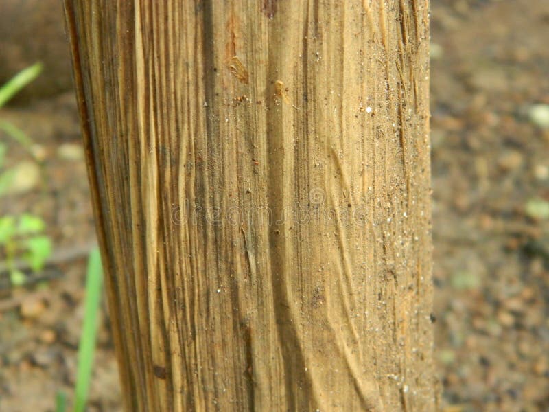 Banana Tree Bark. Scratchy Pattern. Abstract Grainy Background Stock ...