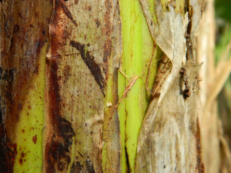 Banana Tree Bark. Scratchy Pattern. Abstract Grainy Background Stock ...