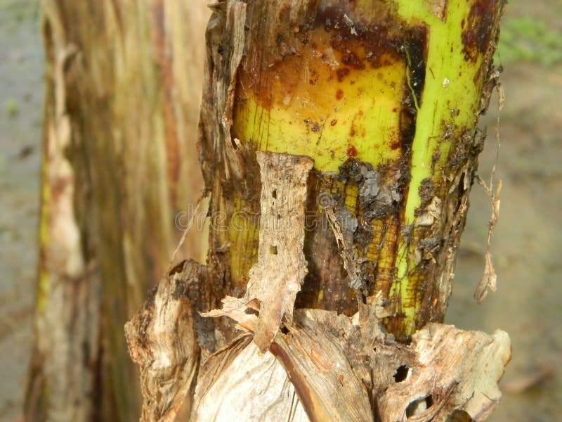 Banana Tree Bark. Scratchy Pattern. Abstract Grainy Background Stock ...