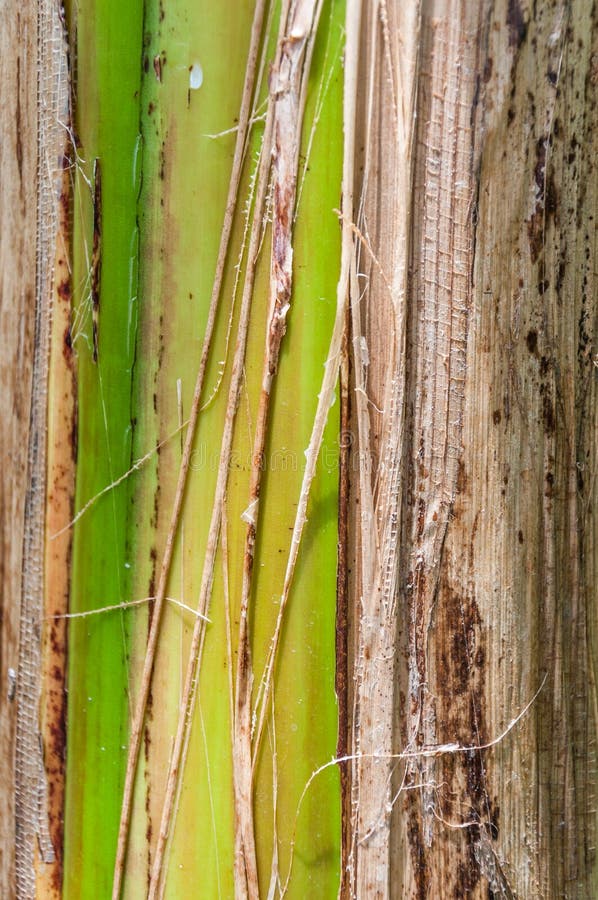 Banana tree bark texture stock photo. Image of natural - 39883898