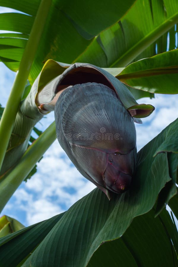 Banana Tree Bell Flower stock image. Image of leaf, bell - 142178019