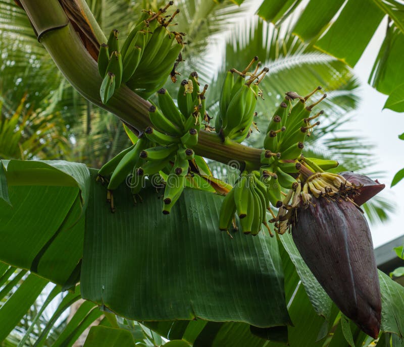 Banana Tree Bell Flower Stock Photos - Free & Royalty-Free Stock Photos ...