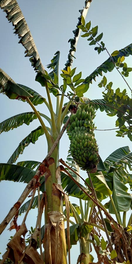 Banana Tree Big Trees Nateral Stock Photo - Image of green, food: 211034512