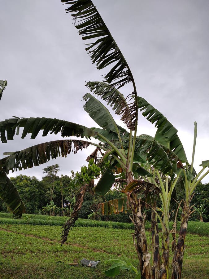 A Banana Tree Bowing in the Wind Stock Image - Image of tree, banana ...