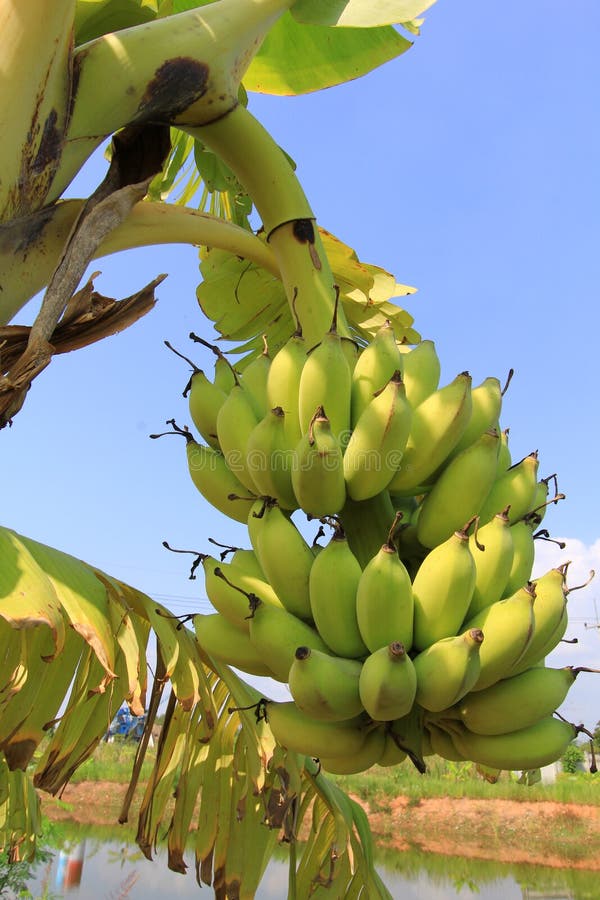 Banana Tree with a Bunch of Growing Bananas Stock Photo - Image of ...