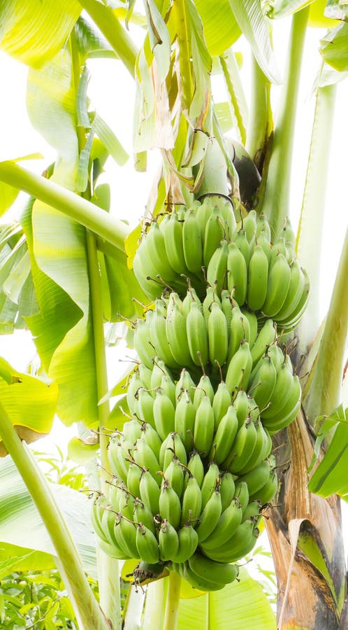 Banana tree stock image. Image of food, meal, agriculture - 21355703