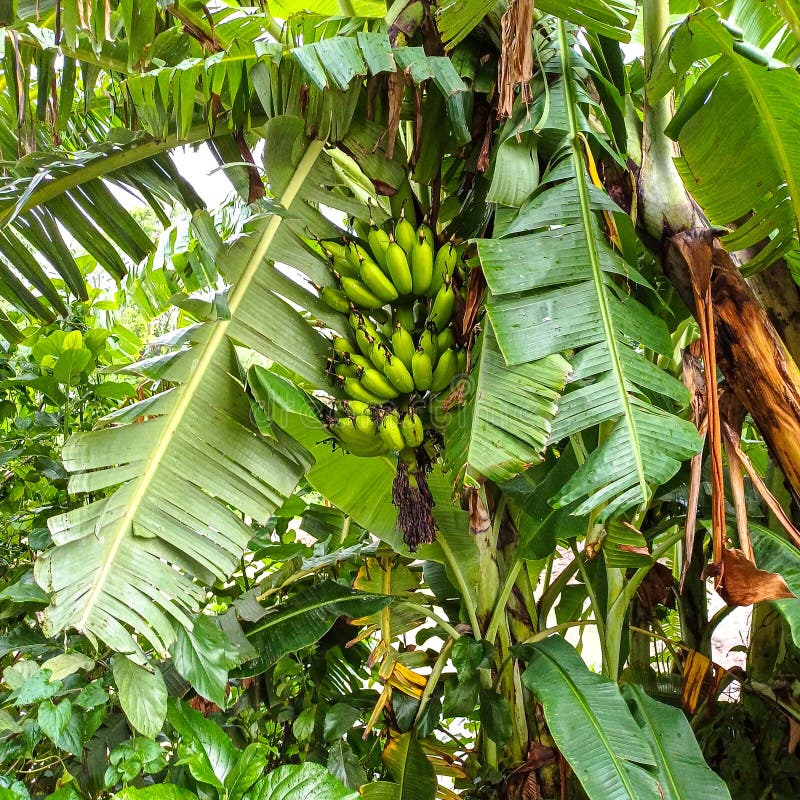 A Banana Tree with a Bunch of Bananas Hanging from it Stock Image ...
