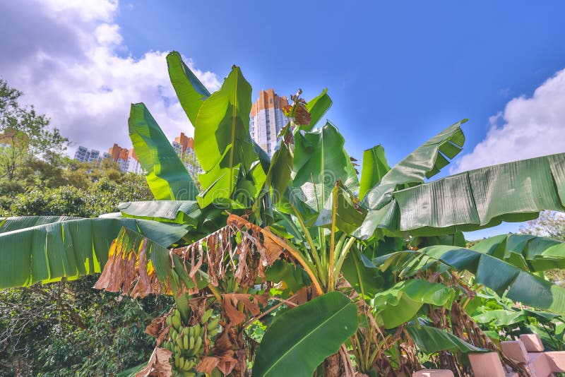 A Banana Tree with a Bunch of Growing Bananas Editorial Image - Image ...