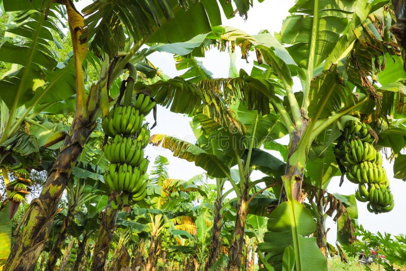 Banana Tree with Bunch of Growing Ripe Green Bananas Stock Photo ...