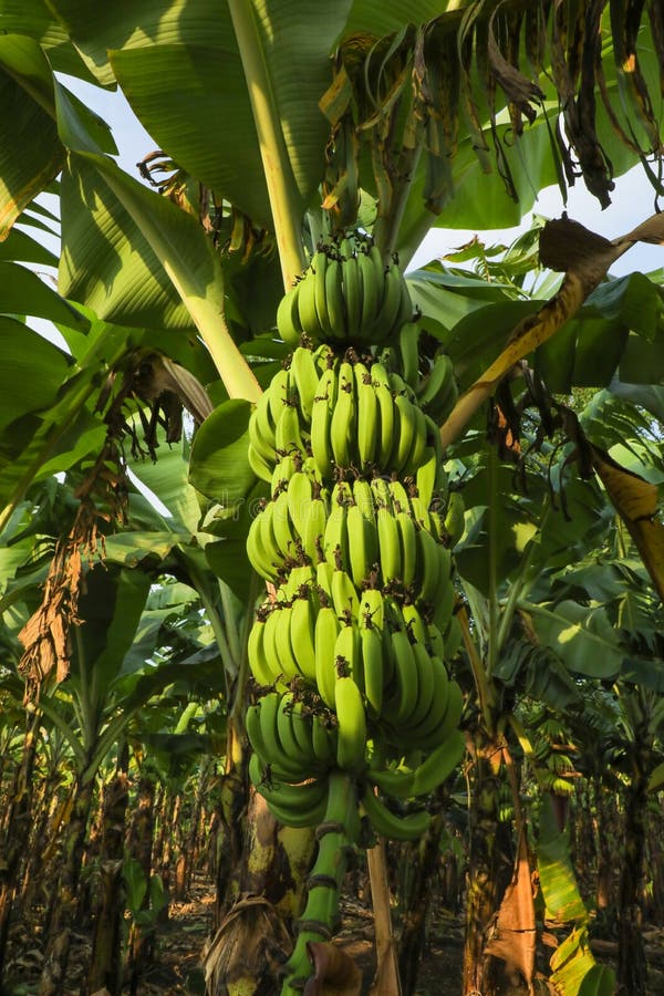 Banana Tree with Bunch of Growing Ripe Green Bananas Stock Photo ...