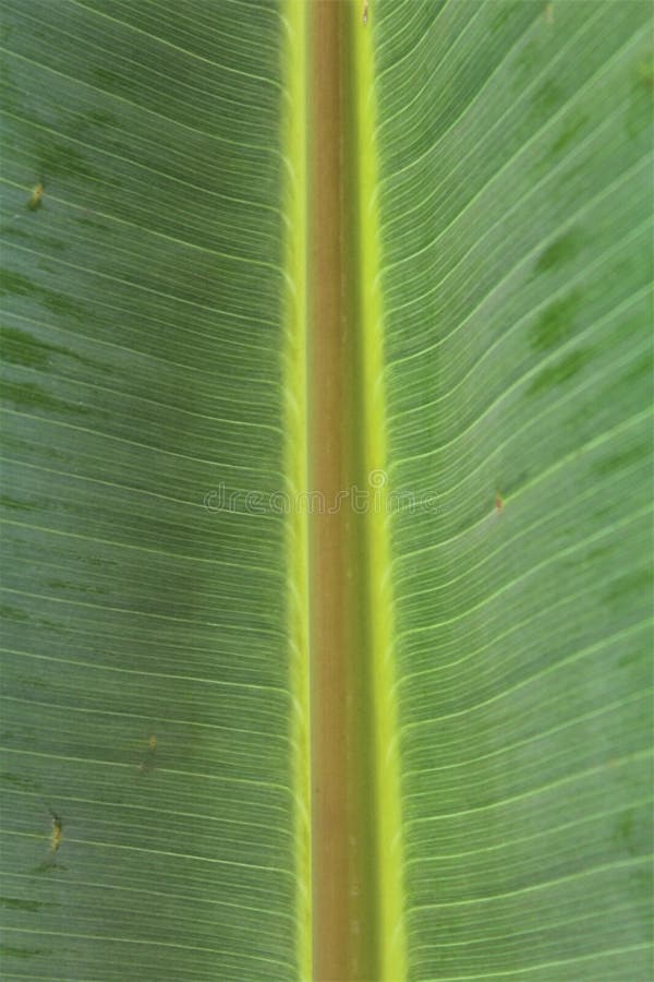 Banana tree stock image. Image of herbaceous, grow, color - 91419753