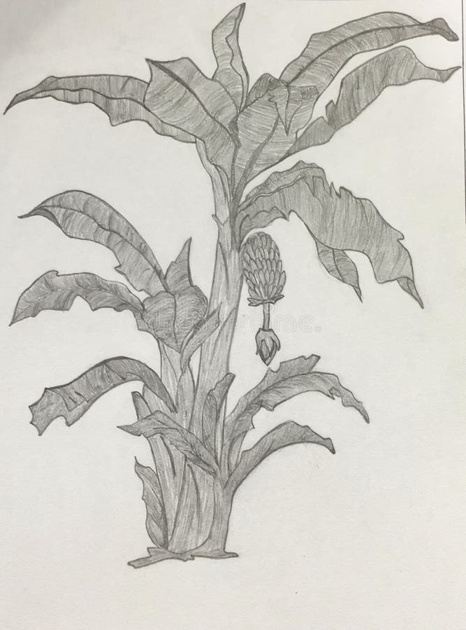 Banana Tree Drawing Handmade Stock Illustration - Illustration of leaf ...