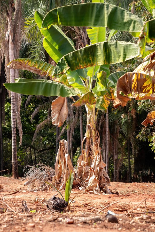 Banana tree on a farm stock image. Image of tree, plantation - 226435225