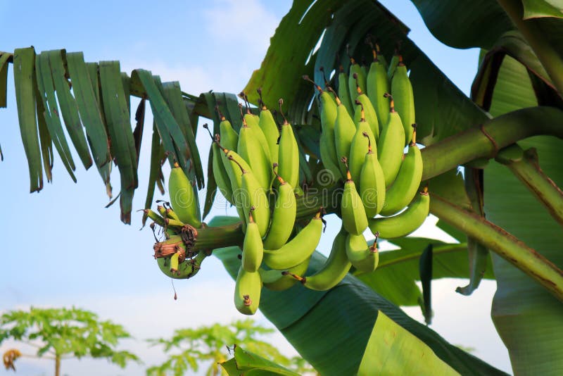 Banana tree field stock image. Image of plantation, plant - 143396793