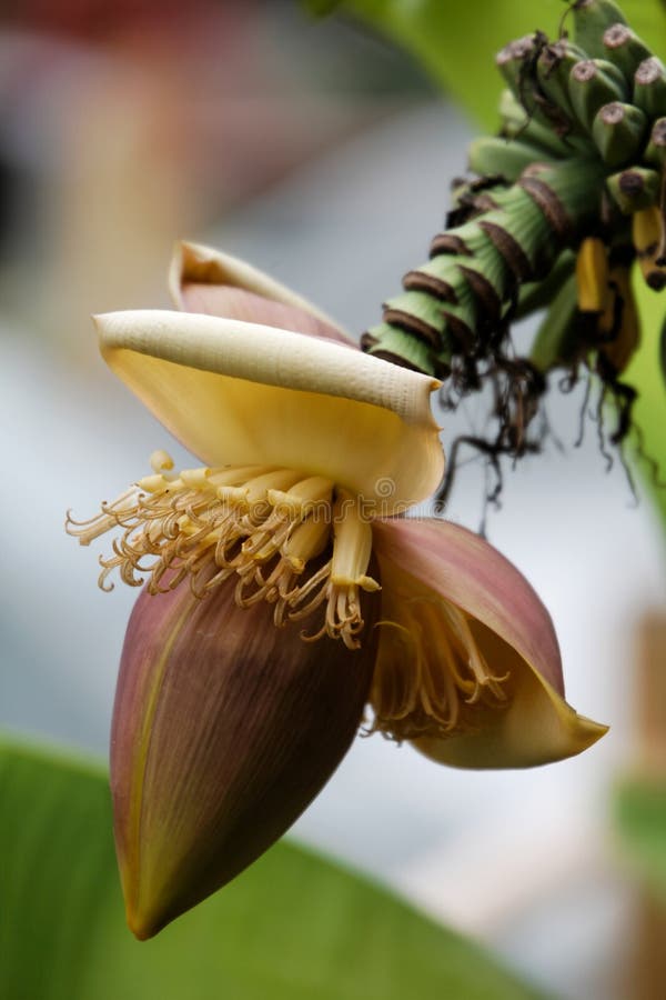 Banana tree flower stock photo. Image of blooming, garden - 1175752