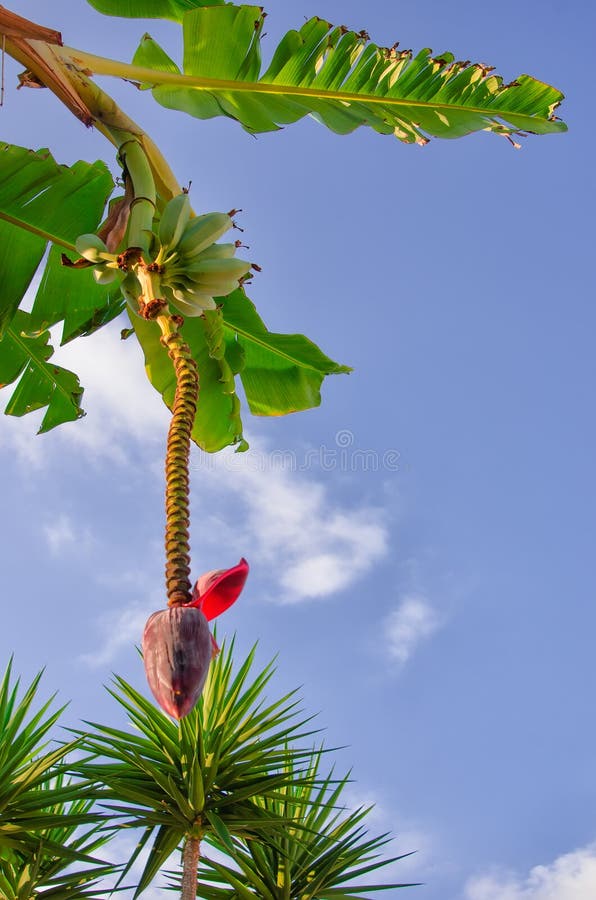 BANANA, TREE, FLOWER stock photo. Image of bunch, food - 84338870