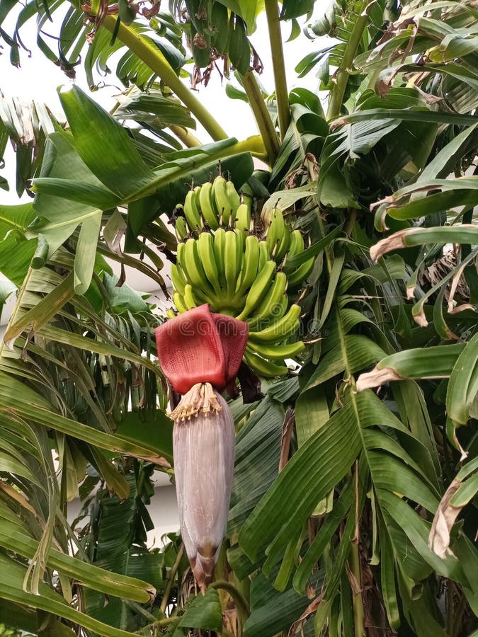 Banana Tree with Flower and Fruit in Bloom Stock Photo - Image of fruit ...