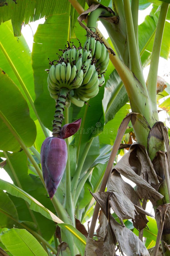 Banana tree with flower stock photo. Image of heart, garden - 38745390