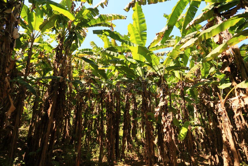Banana tree on Forest stock photo. Image of leaf, green - 66136208