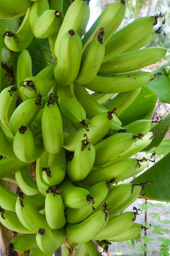 A banana tree in garden stock photo. Image of green, fruit - 34347146