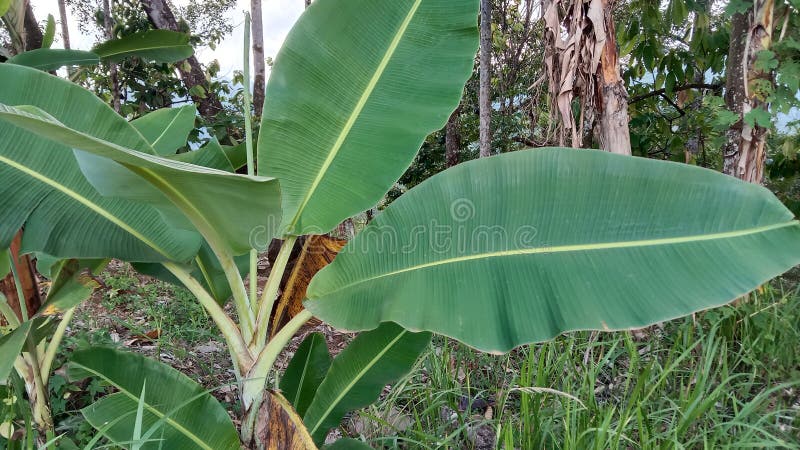 The Banana Tree in the Garden, Still Small and Young Has Not yet ...