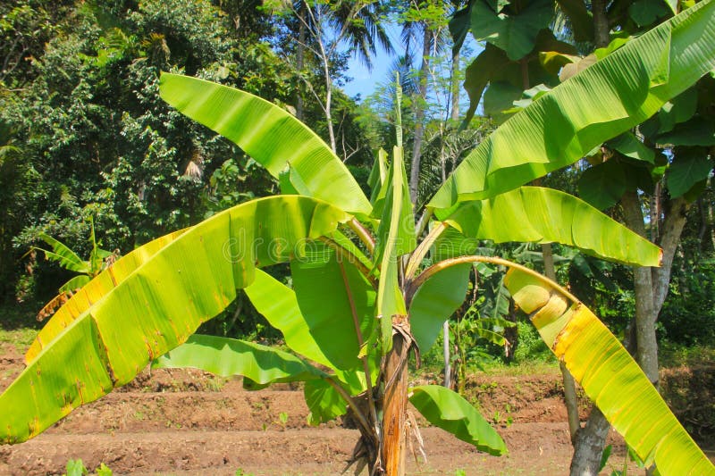 Banana tree in the garden stock photo. Image of summer - 312582410