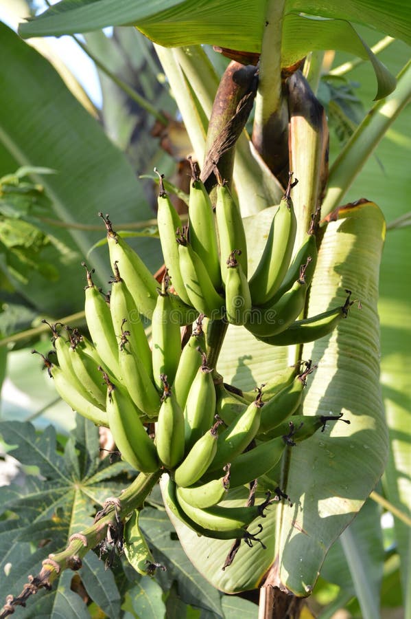 Bababa stock photo. Image of green, leafs, ripe, nutrition - 102838268